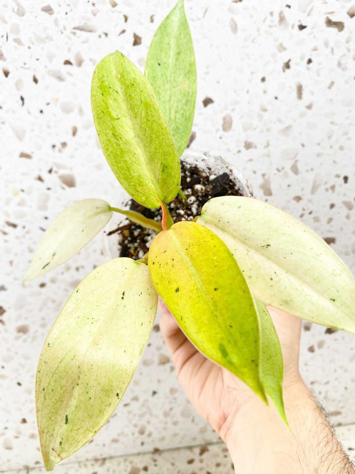Philodendron Whipple Way A++ (US clone) for Lisa (2nd express shipping ...