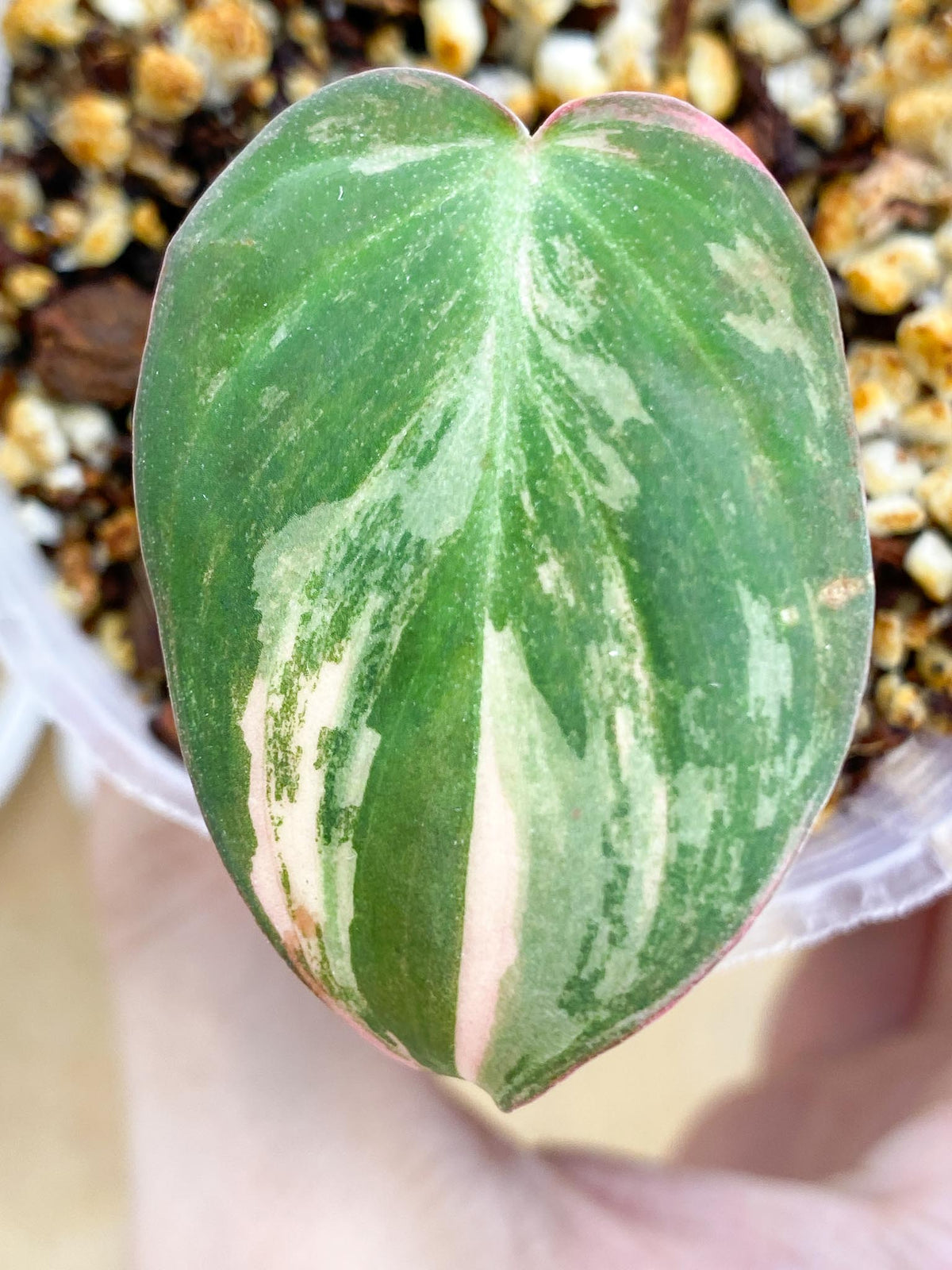 Philodendron Micans Variegated 1 leaf 1 sprout pink hue – Leafy Soulmates